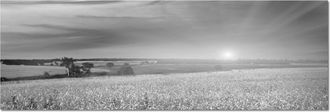 Paul Sinus Art Leinwandfoto als Panorama SCHWARZ/WEISS 120x40cm Kornfeld Sonnenuntergang Landschaft Natur