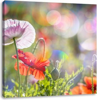 Pixxprint Kalifornischer Mohn im Fr&uuml;hling, Gr&ouml;&szlig;e: 70x70, Leinwandbild Quadratisch, Wandbild, Kunstdruck, fertig bespannt