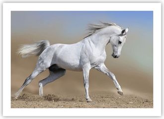 Arttor Wandposter Art Prints 70x50cm Poster ohne Rahmen Pferd wei&szlig; Tier K&uuml;che Wanddeko Bild Wand Kunstdruck Deko Wandbilder Dekoration Wohnzimmer Schlafzimme