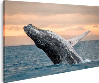 Islandburner Prime Bild auf Leinwand Buckelwal Sprung in den Sonnenuntergang Bilder Wandbilder Poster