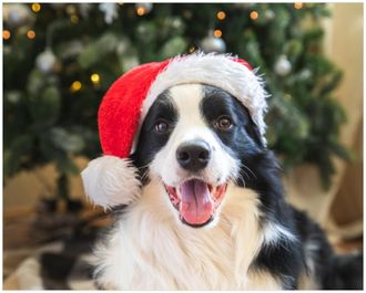 Wallario Poster - Weihnachtsfreude auf Vier Pfoten in Premiumqualit&auml;t, Gr&ouml;&szlig;e: 40 x 50 cm