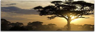 Paul Sinus Art Panoramabild auf Leinwand und Keilrahmen 150x50cm Afrika Landschaft Bäume Sonnenuntergang
