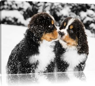 Pixxprint s&uuml;&szlig;e Bernersennenhunde im Schnee B&W, Gr&ouml;&szlig;e: 100x70cm, Leinwandbild, fertig gespannt, Wandbild, Dekoration, Kunstdruck, kein Poster