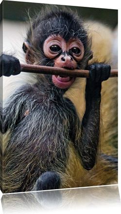 Pixxprint kleines Affenbaby beim Essen, Größe: 60x40cm, Leinwandbild, fertig gespannt, Wandbild, Dekoration, Kunstdruck, kein Poster