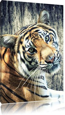 Pixxprint Neugieriger Tiger, Größe: 60x40cm, Leinwandbild, fertig gespannt, Wandbild, Dekoration, Kunstdruck, kein Poster