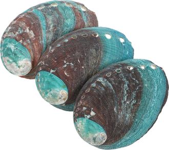 Yarnow 3stücke Abalone-Muschel Schale Zum Räuchern Kompaktes Und Leichtes Räucherset Für Zuhause Tragbare Dekoration Aus Abalone-Muschel Für Viele Gelegenhei