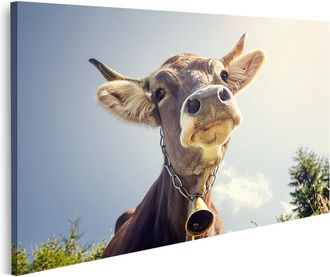 Islandburner Bild auf Leinwand Portr&auml;t einer Kuh mit Glocke Bilder Drucke Kunst Poster Wandbild