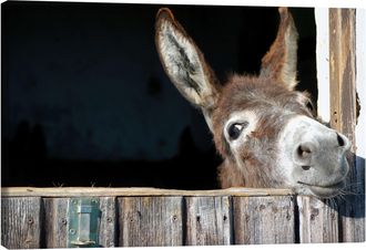 Posterlounge Süßer neugieriger Esel Leinwandbild 60 x 40 cm Wandbilder Wanddeko