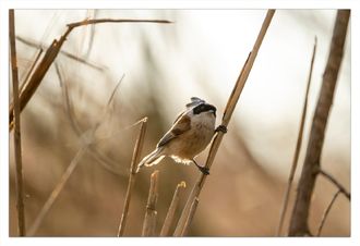 Wallario selbstklebendes Poster - Vogel im Schilf, Aufkleber in Premiumqualit&auml;t, Klebefolie Gr&ouml;&szlig;e: 61 x 91,5 cm (Maxiposter)