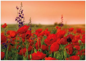 Wallario selbstklebendes Poster - Mohnblumen auf dem Feld, Aufkleber in Premiumqualität, Klebefolie Größe: 70 x 100 cm (Riesenposter)