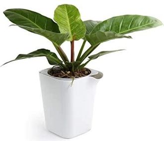 Qualy Qualy Oasis Square Blumentopf Viereckig mit Selbstbew&auml;sserungssystem in der Farbe Wei&szlig;, Gr&ouml;&szlig;e: L, QL10306-WH-GY, 30x25,7x22,5 cm