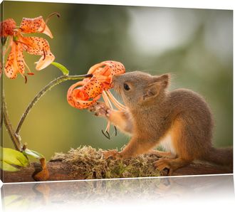 Pixxprint süsses Eichhörnchen riecht an Einer Blume, Größe: 120x80cm, Leinwandbild, fertig gespannt, Wandbild, Dekoration, Kunstdruck, kein Poster