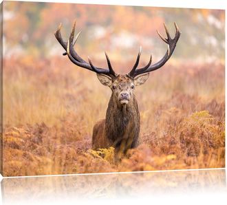 Pixxprint Großer Hirsch im Feld, Größe: 100x70cm, Leinwandbild, fertig gespannt, Wandbild, Dekoration, Kunstdruck, kein Poster