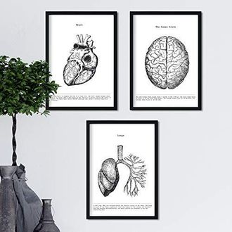Nacnic Set de 3 affiches anatomiques. D&eacute;coration murale de style vintage de cerveau, coeur et poumons. Assortiment de photos en noir et blanc de lanatomie hu