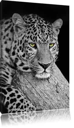 Pixxprint ruhender Leopard B&W, Gr&ouml;&szlig;e: 80x60cm, Leinwandbild, fertig gespannt, Wandbild, Dekoration, Kunstdruck, kein Poster