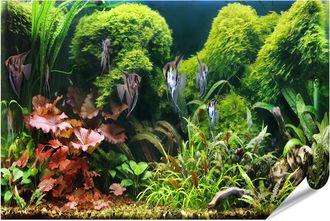 Islandburner Prime XXL Bild Poster Grünes Aquarium mit bunten Fischen und Pflanzen im Wasser Premium Bilder Fotodruck