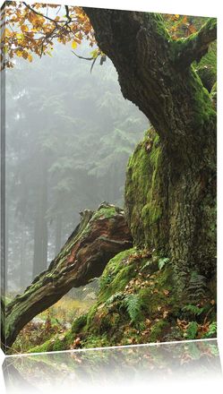 Pixxprint Dicker Baum im Wald im Moos, Größe: 100x70cm, Leinwandbild, fertig gespannt, Wandbild, Dekoration, Kunstdruck, kein Poster