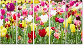 Islandburner Bild auf Leinwand Verschiedene Blumen Und Bl&uuml;hende Tulpen Bilder Wandbilder Poster