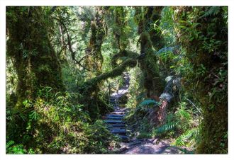 Wallario selbstklebendes Poster - Weg durch den Mooswald, Aufkleber in Premiumqualit&auml;t, Klebefolie Gr&ouml;&szlig;e: 61 x 91,5 cm (Maxiposter)