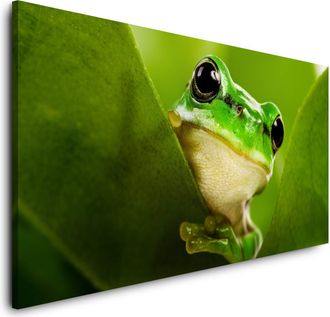 Paul Sinus Art Frosch hinter Blättern 120x 60cm Panorama Leinwand Bild XXL Format Wandbilder Wohnzimmer Wohnung Deko Kunstdrucke