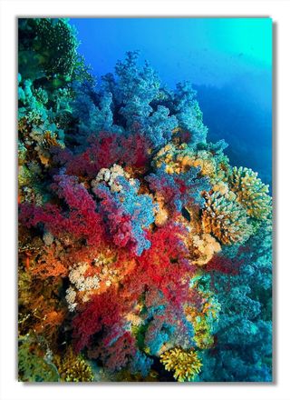 Wallario selbstklebendes Poster - Farbenfrohes Korallenriff, Aufkleber in Premiumqualit&auml;t, Klebefolie Gr&ouml;&szlig;e: 70 x 100 cm (Riesenposter)