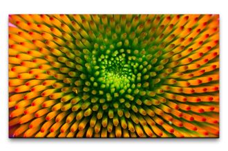Paul Sinus Art Bilder XXL Bunte Blumenblüte 120x70cm Wandbild auf Leinwand