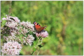 Wallario Outdoor-Poster f&uuml;r Garten oder Balkon Schmetterling auf Bl&uuml;te, Motivbanner Gr&ouml;&szlig;e: ca. 60 x 90 cm, Outdoor-Bild