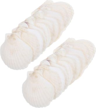 NUOBESTY 35 St&uuml;ck Teiliges Nat&uuml;rliche Wei&szlig;e Jakobsmuscheln Vielseitige Strandmuscheln f&uuml;r DIY Bastelprojekte K&uuml;stenwanddekoration Meeres deko und Partyaccessoi