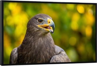 artboxONE Poster mit schwarzem Rahmen 45x30 cm Natur Der Steppenadler - Bild steppenadler greifvogel porträt