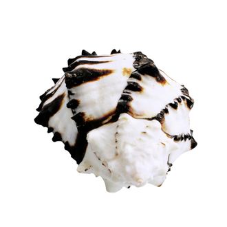 Lurrose Aquariendekoration aus Muscheln Jumbo Muscheln Natürliche Landschaftsaccessoires für Aquarium und Themenparty