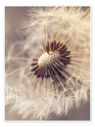 Posterlounge Pusteblume - Nahaufnahme Poster von Julia Delgado 30 x 40 cm Sepia Wandbilder Wanddeko