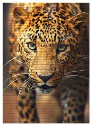 Wallario Duschmatte Antirutschmatte Badmatte Fußmatte Leopard in Nahaufnahme beim Laufen, Größe ca. 90 x 65 cm