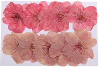 P Prettyia 5/10 St&uuml;ck Skelettbl&auml;tter Schleierbl&auml;tter Gepresste Blumen getrocknete Blatt DIY Karten Machen Scrapbooking Handwerk Lesezeichen - 10pcs Kirschbl&uuml;te