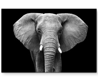 Paul Sinus Art Leinwandbilder | Bilder Leinwand 120x80cm Nahaufnahme eines Elefanten von Vorn schwarzwei&szlig;