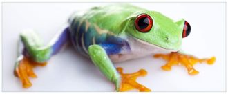 Wallario Glasbild Lustiger Frosch in grün und orange - 32 x 80 cm Wandbilder Glas in Premium-Qualität: Brillante Farben, freischwebende Optik