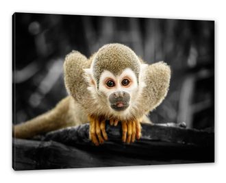 Pixxprint Neugieriges Totenkopfäffchen auf AST B&W Detail, Größe: 120x80cm, Leinwandbild, fertig gespannt, Wandbild, Dekoration, Kunstdruck, kein Poster