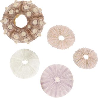 Artibetter 5 St&uuml;ck Teiliges Nat&uuml;rliche Seeigelmuschel Luftpflanzenhalter Dekorativ f&uuml;r Aquarium Fischaquarium Versteck und Maritime Wohnraumdekoration