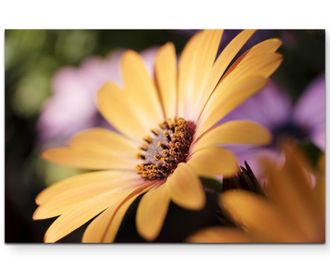 Paul Sinus Art Gelbes Gänseblümchen - Fotografie - Leinwandbild 120x80cm