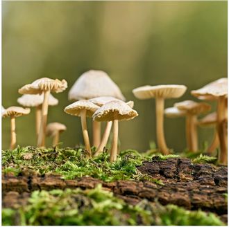 Wallario Sticker/Aufkleber f&uuml;r K&uuml;hlschrank/Geschirrsp&uuml;ler/K&uuml;chenschr&auml;nke, Selbstklebende Folie - 60 x 60 cm, Motiv: Pilze auf Baumstamm