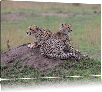 Pixxprint prächtige Geparden auf Stein, Größe: 80x60cm, Leinwandbild, fertig gespannt, Wandbild, Dekoration, Kunstdruck, kein Poster