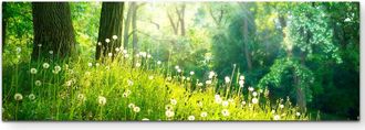 Paul Sinus Art Leinwandbilder | Bilder Leinwand 120x40cm Pusteblumen im Wald