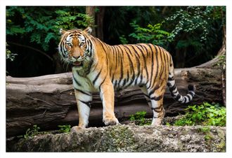 Wallario selbstklebendes Poster - Blick des Tigers, Aufkleber in Premiumqualit&auml;t, Klebefolie Gr&ouml;&szlig;e: 61 x 91,5 cm (Maxiposter)