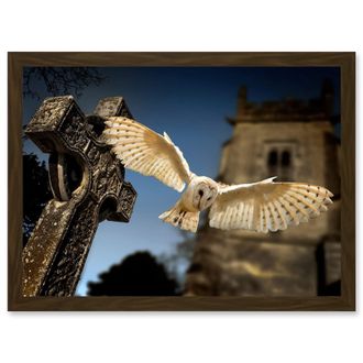 Artery8 Photo Barn Owl in Flight Bird Alba Graveyard Scotland Artwork Framed A3 Wall Art Print