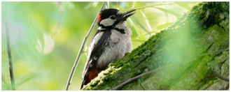 Wallario Glasbild Specht im gr&uuml;nen Versteck - 50 x 125 cm Wandbilder Glas in Premium-Qualit&auml;t: Brillante Farben, freischwebende Optik