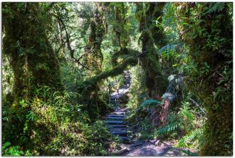 Wallario Outdoor-Poster f&uuml;r Garten oder Balkon Weg durch den Mooswald, Motivbanner Gr&ouml;&szlig;e: ca. 60 x 90 cm, Outdoor-Bild