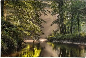 Reinders Poster, Lichtspiel am Waldsee, Wohnzimmer, Poster, Wanddeko, Room Decor, 150 gr. gl&auml;nzend Bilderdruckpapier, Gr&uuml;n, 61 x 91,5
