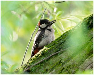 Wallario Poster - Specht im gr&uuml;nen Versteck in Premiumqualit&auml;t, Gr&ouml;&szlig;e: 40 x 50 cm