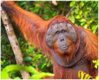 Wallario Poster - Orang-Utan im Regenwald in Premiumqualit&auml;t, Gr&ouml;&szlig;e: 40 x 50 cm