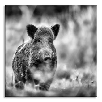 Pixxprint Glasbild, Wandbild auf Echtglas, Stolzes Wildschwein im Wald, 40x40 cm, inkl. Aufhängung und Abstandshalter