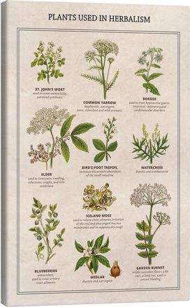 Posterlounge Heilpflanzen (englisch) Leinwandbild von Vintage Educational Collection 20 x 30 cm Wandbilder Wanddeko